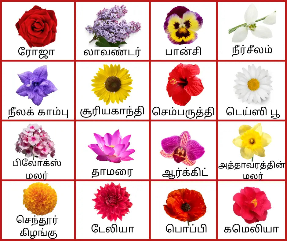 100 Flowers Name in Tamil and English with Pictures